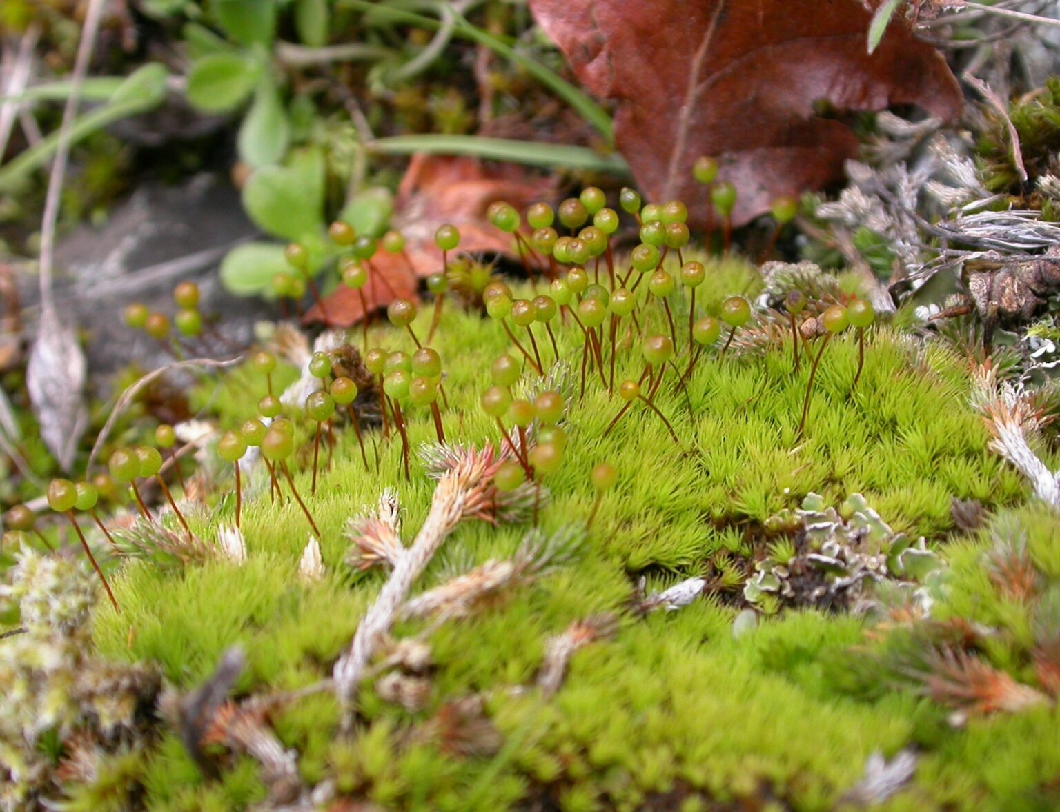 About Lasqueti | Lasqueti Island Nature Conservancy