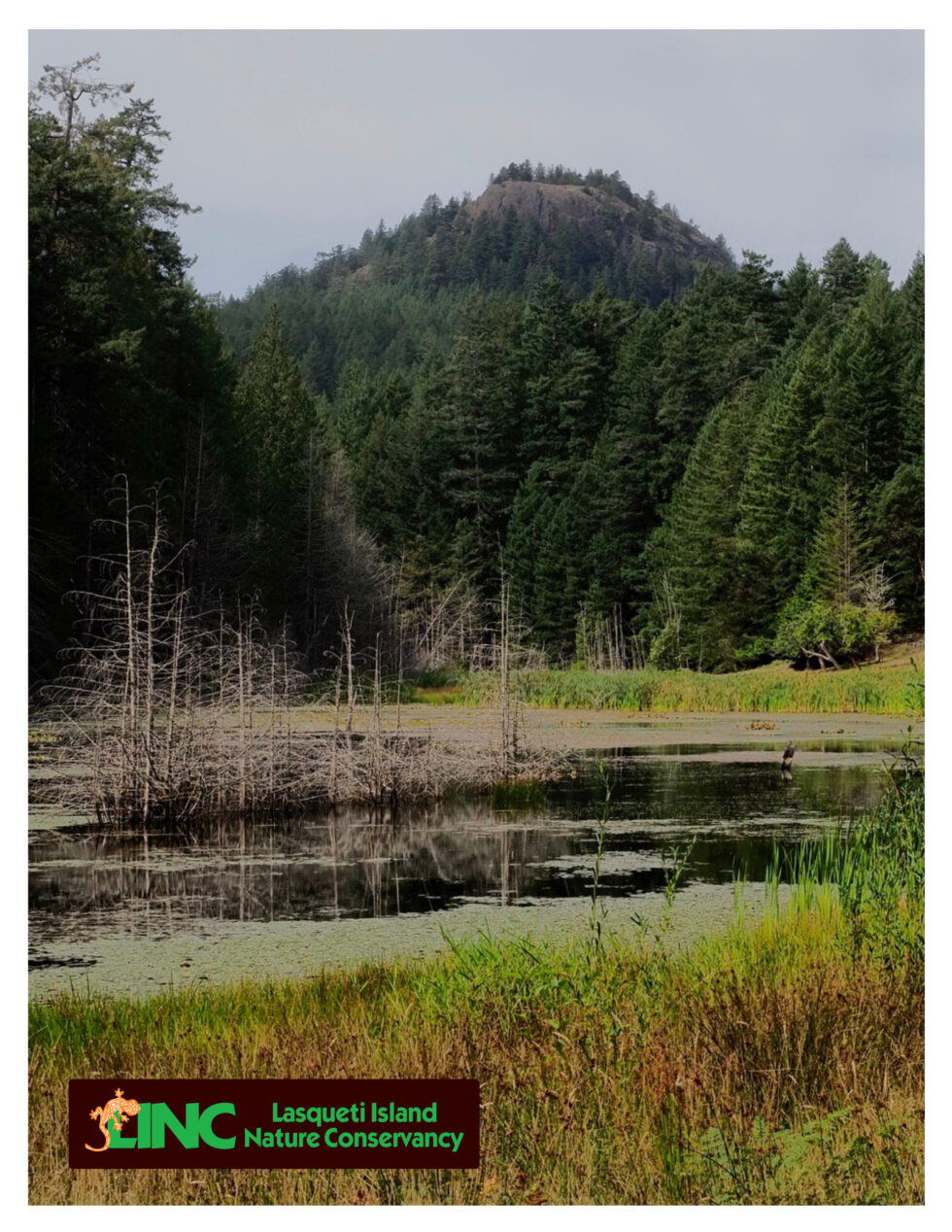 Support Lasqueti’s Biodiversity Through Year End Giving | Lasqueti ...